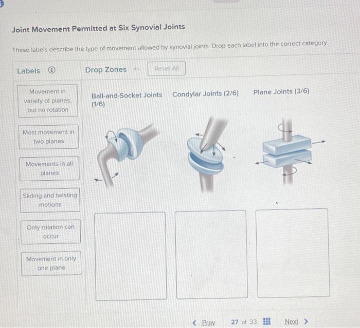 Solved Joint Movement Permitted At Six Synovial Joints These