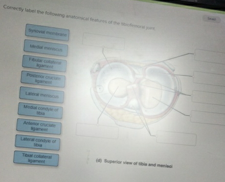 Solved Correctly label the following anatornical features of | Chegg.com