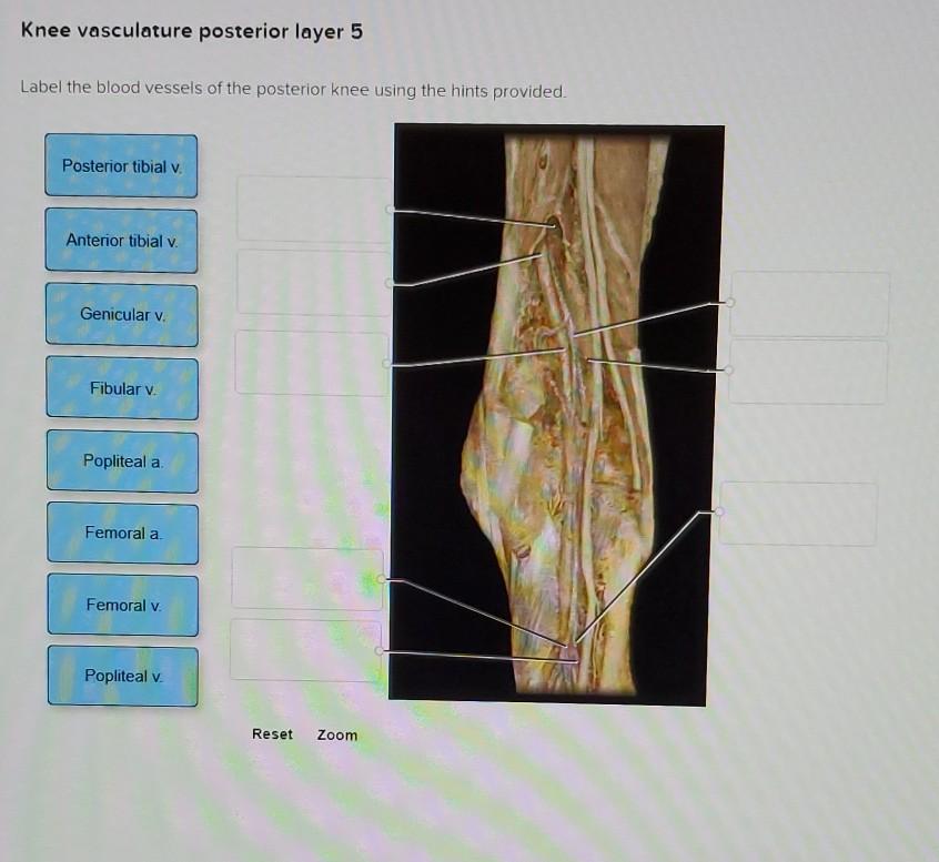 Solved Knee vasculature posterior layer 5 Label the blood | Chegg.com