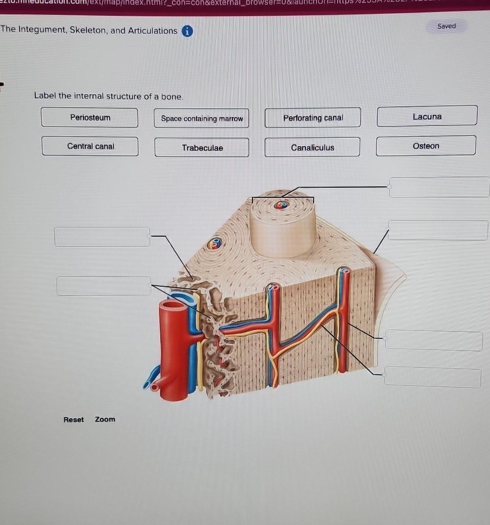 Solved The Integument, Skeleton, and Articulations | Chegg.com