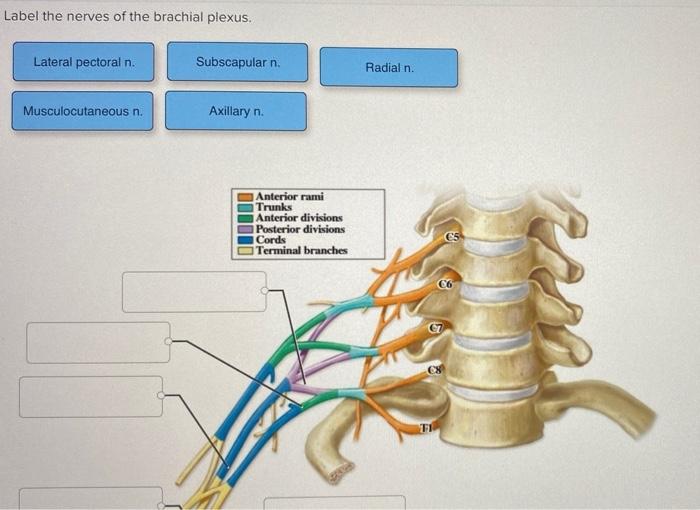 Solved Label the nerves of the brachial plexus. Lateral | Chegg.com