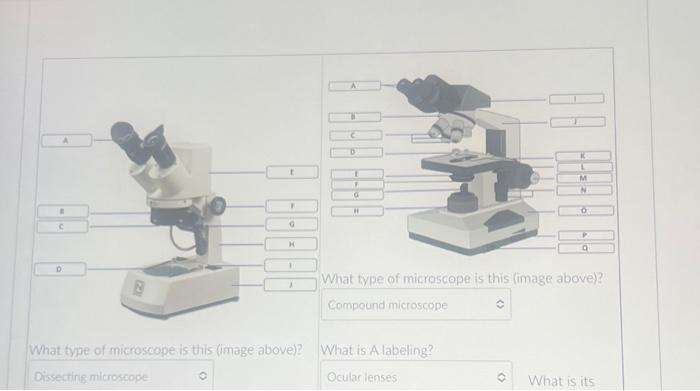 Solved What type of microscope is this (image above)? What | Chegg.com