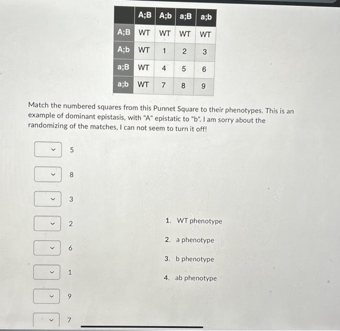 Solved Match the numbered squares from this Punnet Square to | Chegg.com
