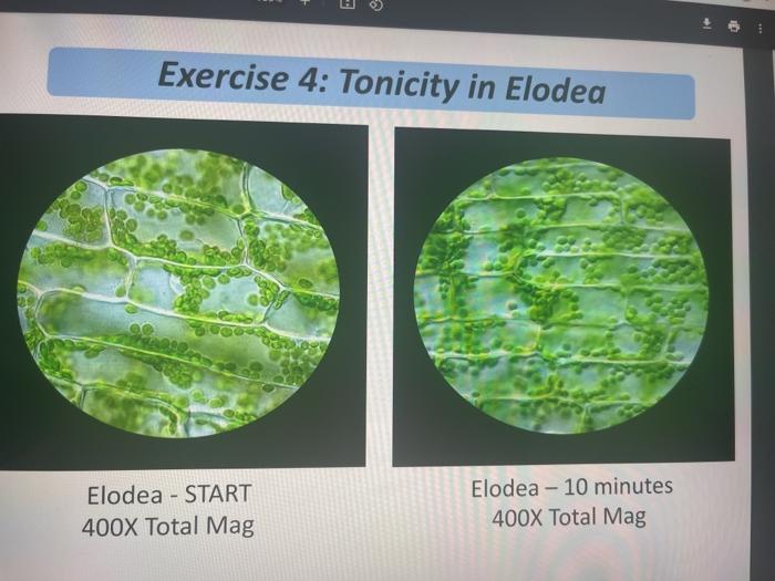 Solved Exercise 4: Tonicity in Elodea Elodea - START 400X | Chegg.com