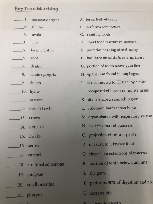 Solved Key Term Matching A. forms bulk of tooth _1. 2. | Chegg.com