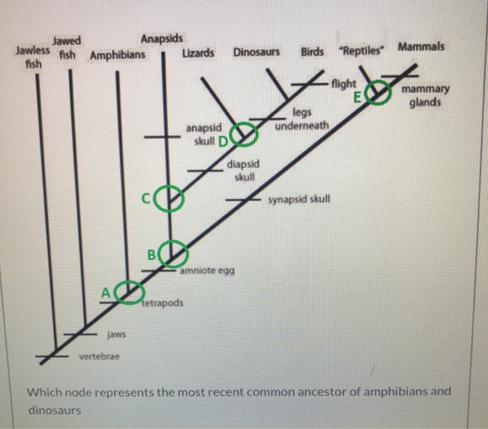 Solved Jawed Anapsids Jawless fish Amphibians Lizards fish | Chegg.com