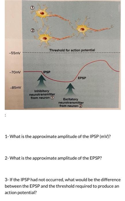 Solved 1- What is the approximate amplitude of the IPSP | Chegg.com