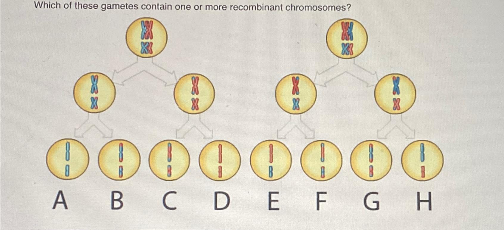 Solved Which of these gametes contain one or more | Chegg.com
