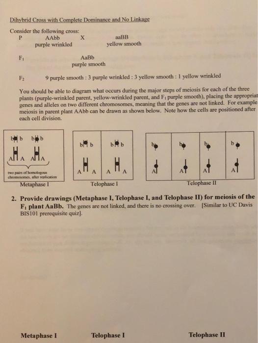 Solved Dihybrid Cross with Complete Dominance and No Linkage | Chegg.com
