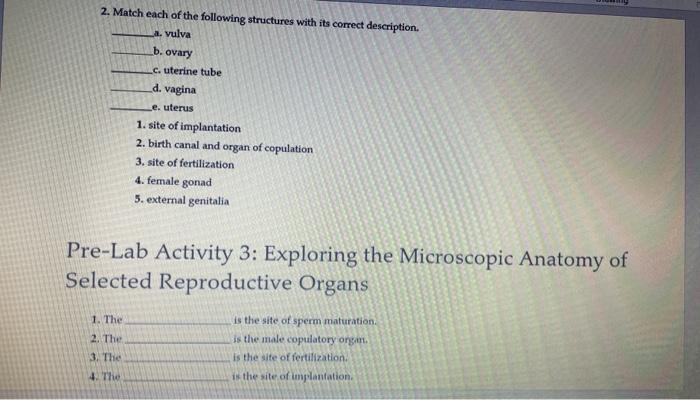 Solved Pre-Lab Activity 2: Examining Female Reproductive | Chegg.com Solved Pre-Lab Activity 2: Examining Female Reproductive | Chegg.com