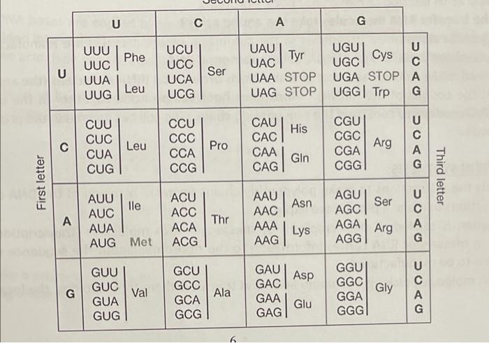 Solved Activity 2. PROTEIN SYNTHESIS. A. Put the following | Chegg.com
