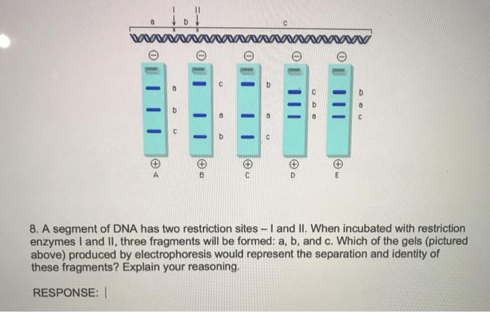 Solved 11 www 0 a o 1 a b 1 D 8. A segment of DNA has two | Chegg.com