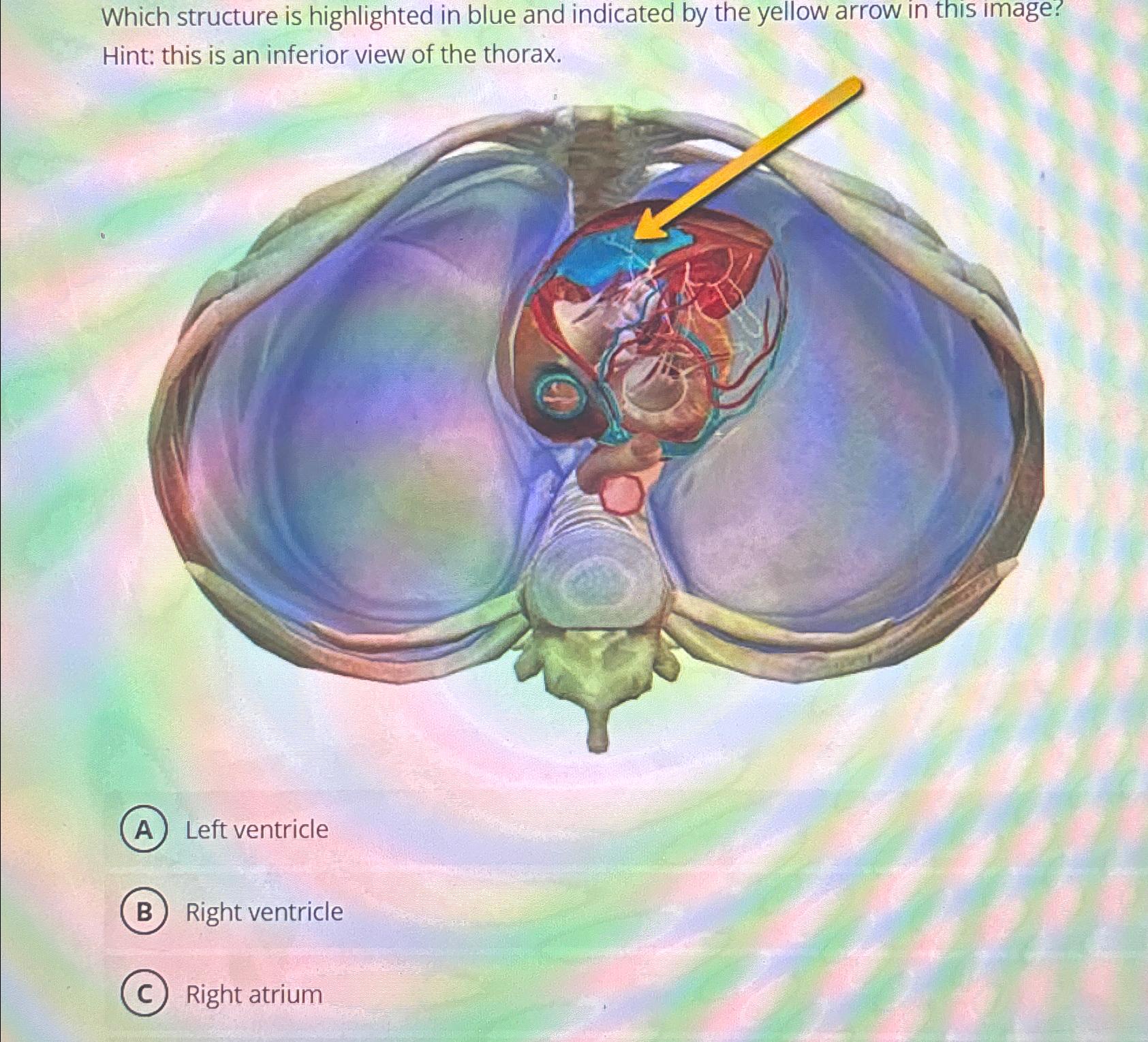 Solved Which structure is highlighted in blue and indicated | Chegg.com