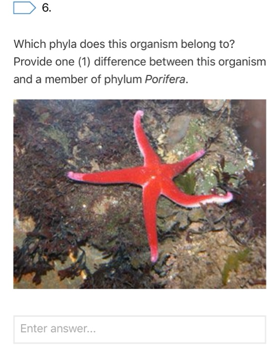 Solved D 4. To what phylum does this organism belong? | Chegg.com