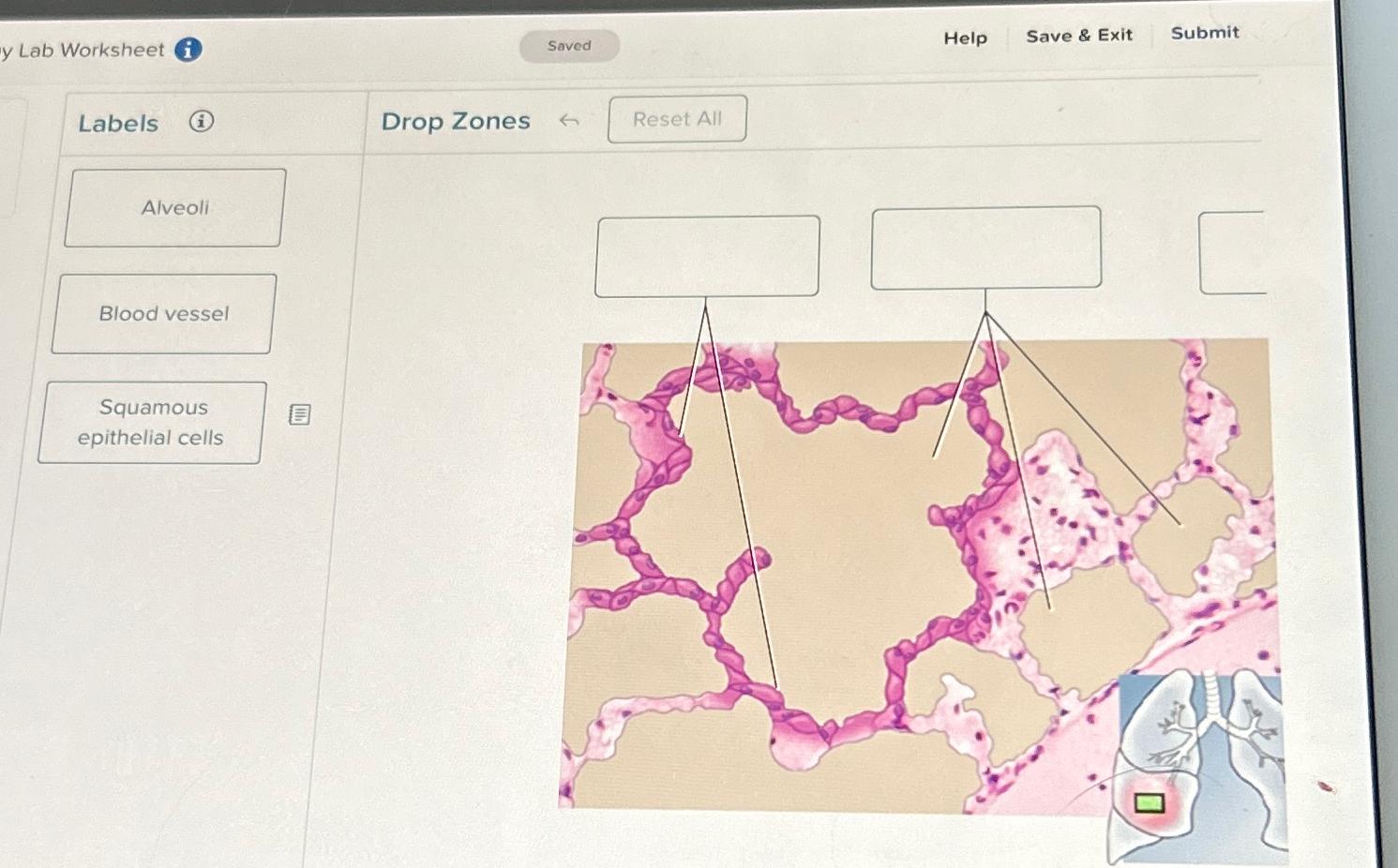 Solved Correctly identify this tissue type and label | Chegg.com