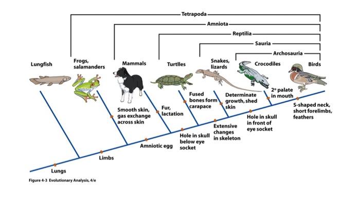 Solved Part III: (10pts) Phylogeny of the Tetrapoda. (2 pts | Chegg.com
