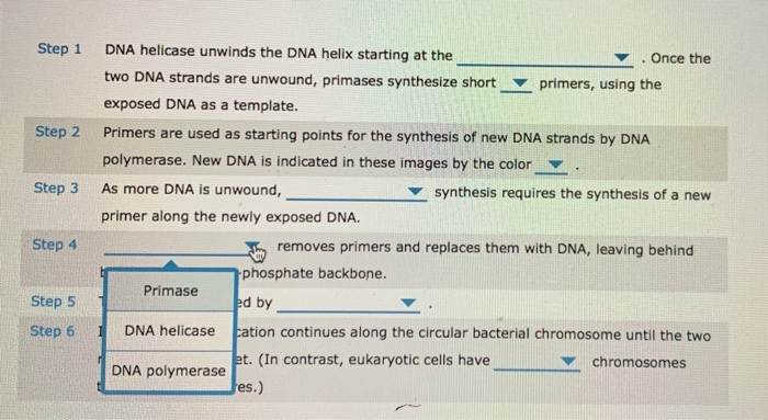 Solved Step 1 Step 2 Step 3 DNA helicase unwinds the DNA | Chegg.com