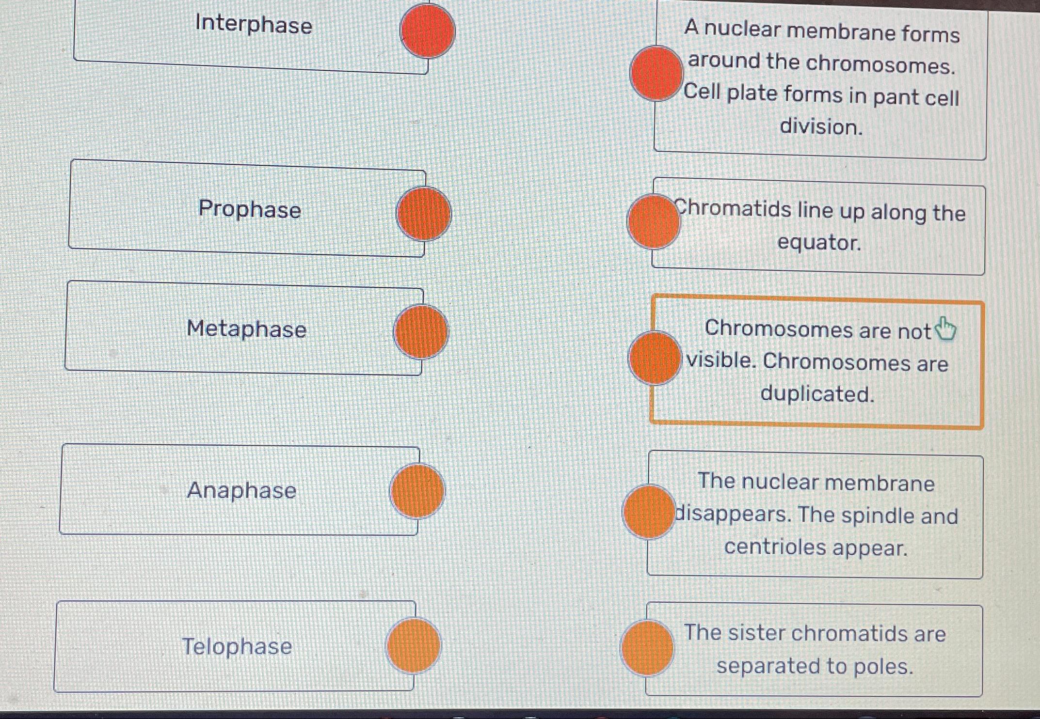 Solved InterphaseProphaseA nuclear membrane forms around the | Chegg.com