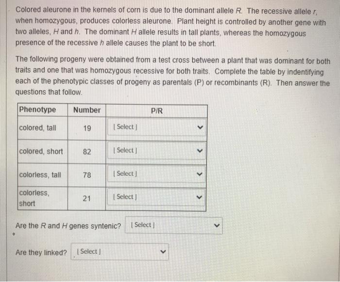 Solved Colored aleurone in the kernels of corn is due to the | Chegg.com