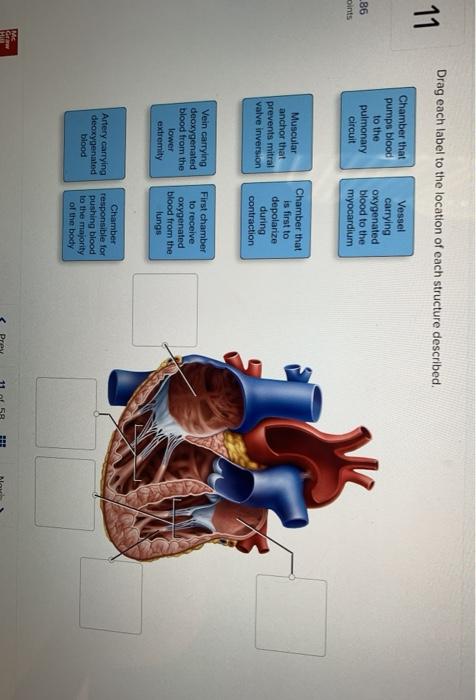 Solved Drag each label to the location of each structure | Chegg.com