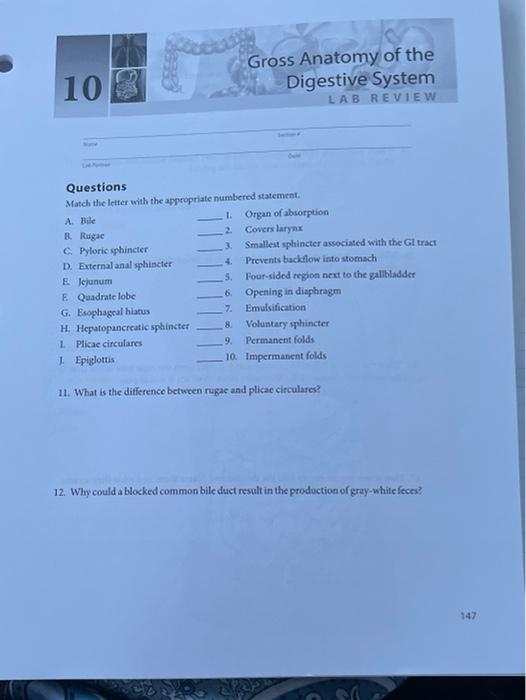 Solved 10 Gross Anatomy of the Digestive System LAB REVIEW | Chegg.com