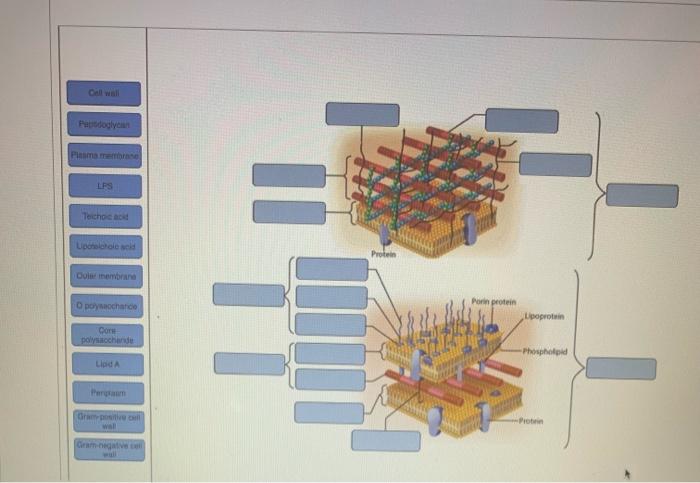 Solved 1-4 Spread Plate Method of Isolation OBSERVATIONS AND | Chegg.com