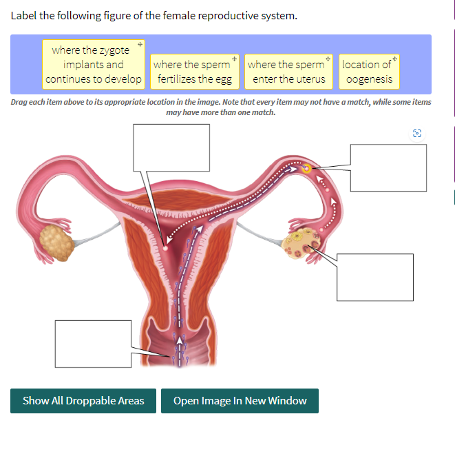 Solved Label the following figure of the female reproductive | Chegg.com