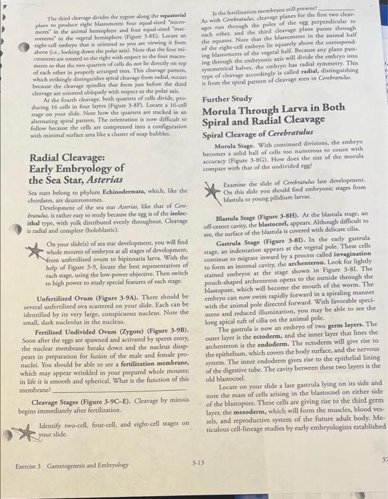 Solved 3B Core Study Cleavage Patterns Spiral and Radial | Chegg.com