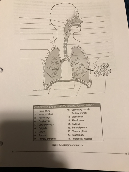Solved CORRECTLY LABEL THE FOLLOWING STRUCTURES 1 Nasal | Chegg.com