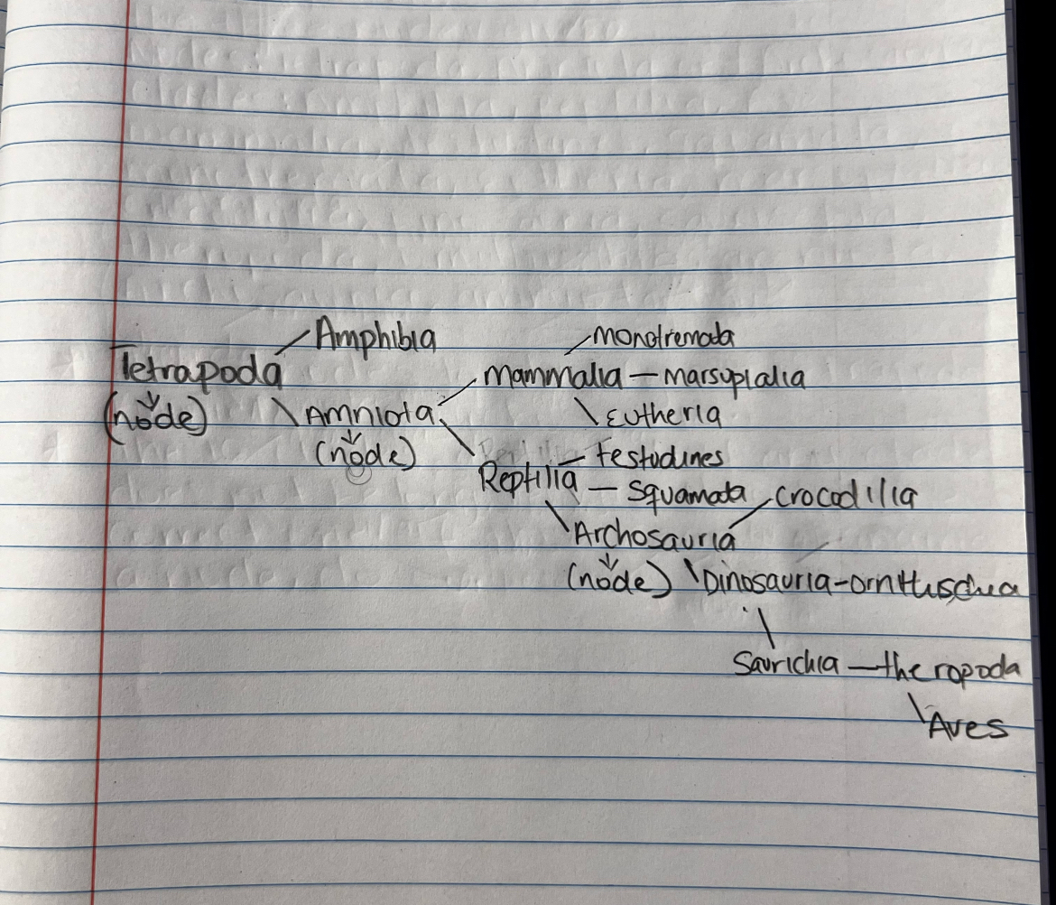 Add the missing six tips for this phylogenetic tree | Chegg.com
