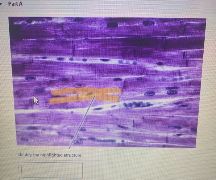 Solved Part A Identify the highlighted structure, | Chegg.com