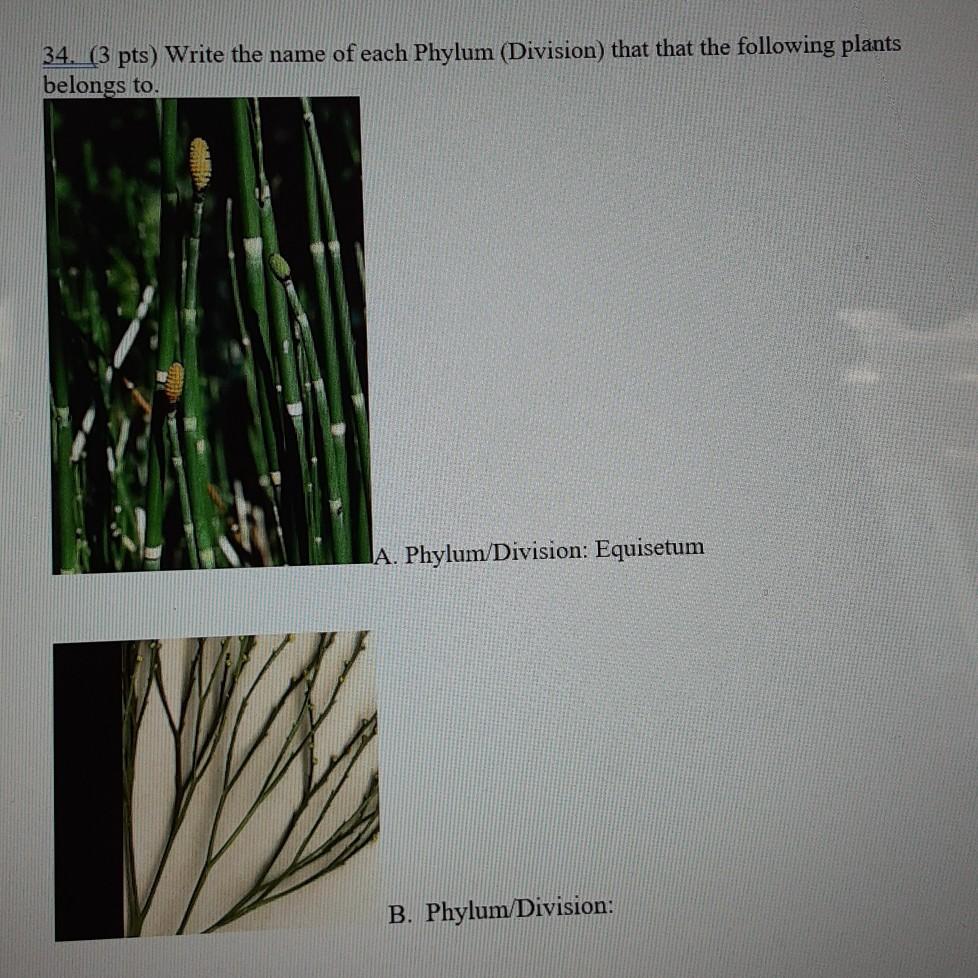 Solved 34. (3 pts) Write the name of each Phylum (Division) | Chegg.com