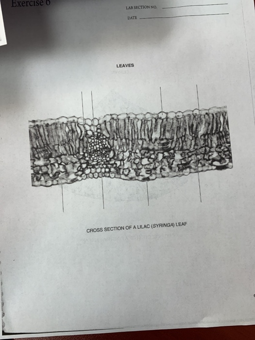Solved Exercise LAB SECTION NO. DATE LEAVES CROSS SECTION OF | Chegg.com