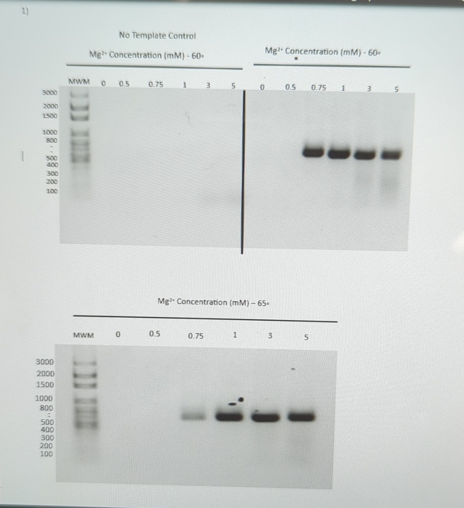 Solved compare the size purity and relative yield of | Chegg.com