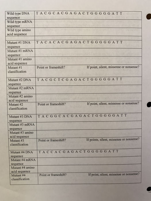 Solved Wild type DNA TACGCACGAGACTGGGGG ATT sequence Wild | Chegg.com