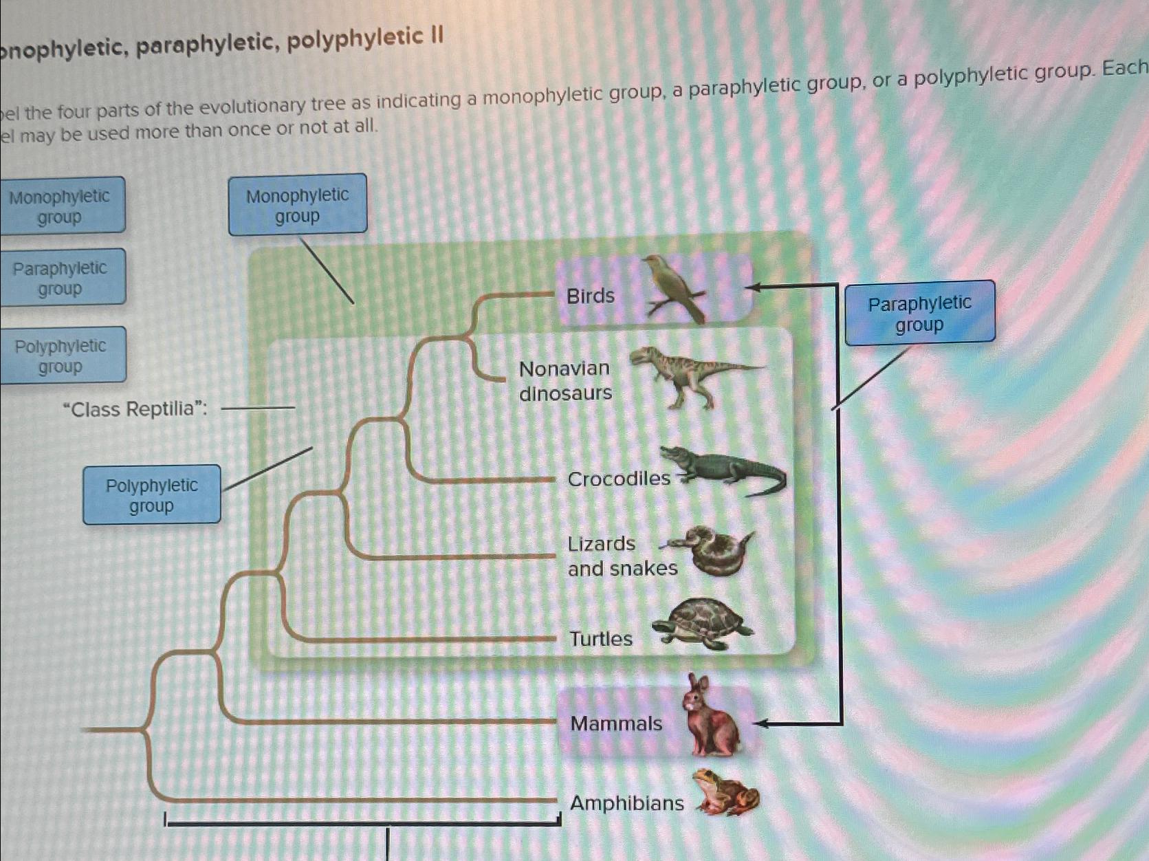 Solved onophyletic, paraphyletic, polyphyletic IIel the four | Chegg.com Solved onophyletic, paraphyletic, polyphyletic IIel the four | Chegg.com