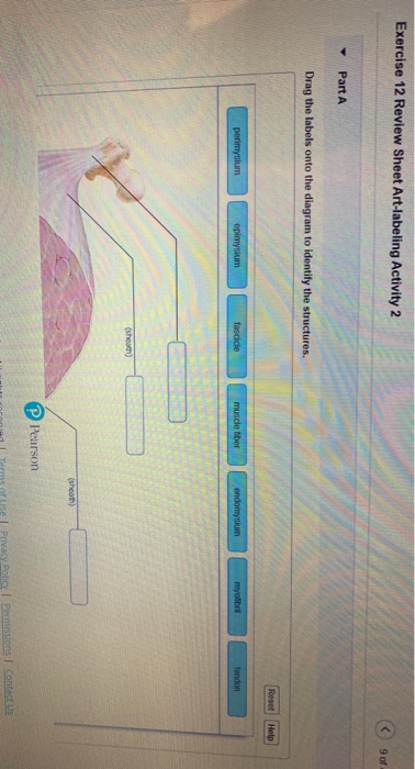 Solved: Exercise 12 Review Sheet Art-labeling Activity 2 9... | Chegg.com