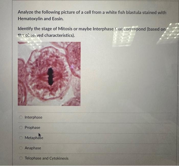 Solved Analyze the following picture of a | Chegg.com