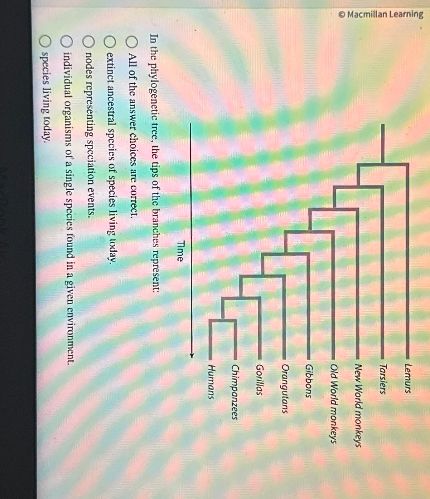 Solved In the phylogenetic tree, the tips of the branches | Chegg.com