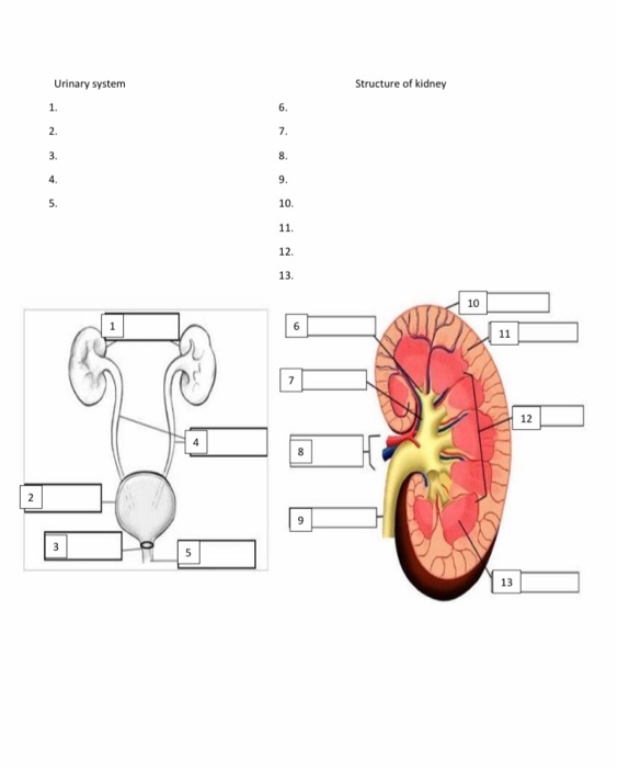 Solved Urinary system Structure of kidney | Chegg.com