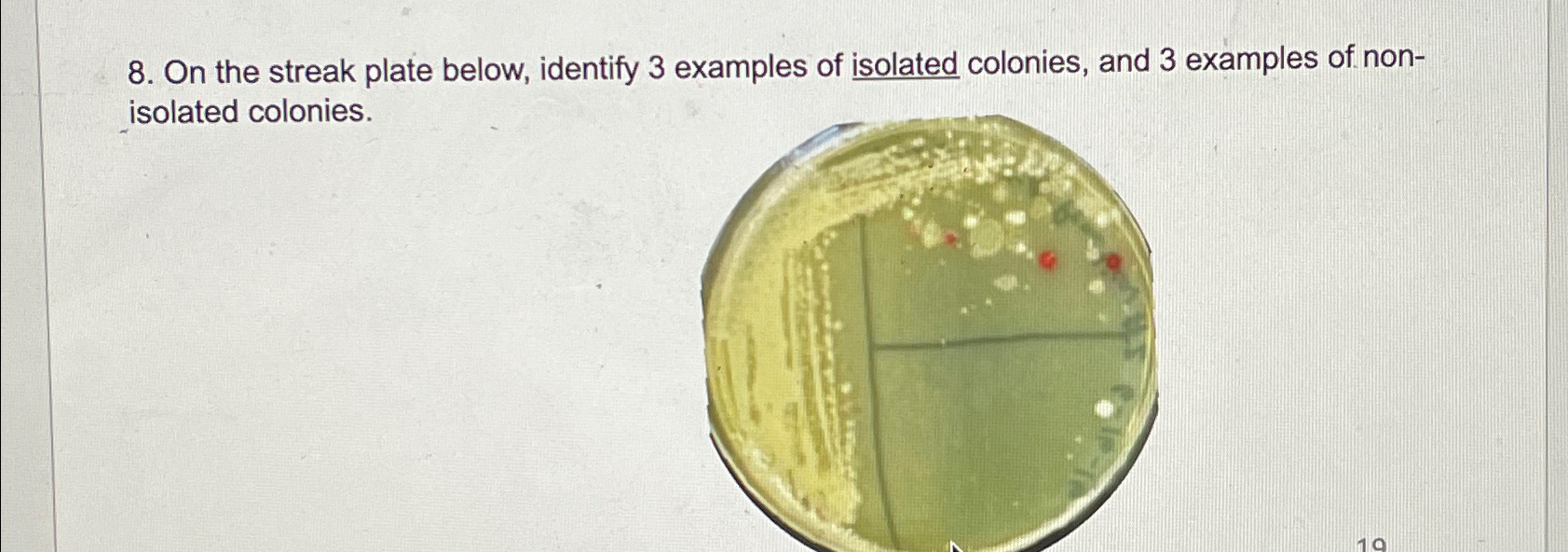 Solved On the streak plate below, identify 3 ﻿examples of | Chegg.com