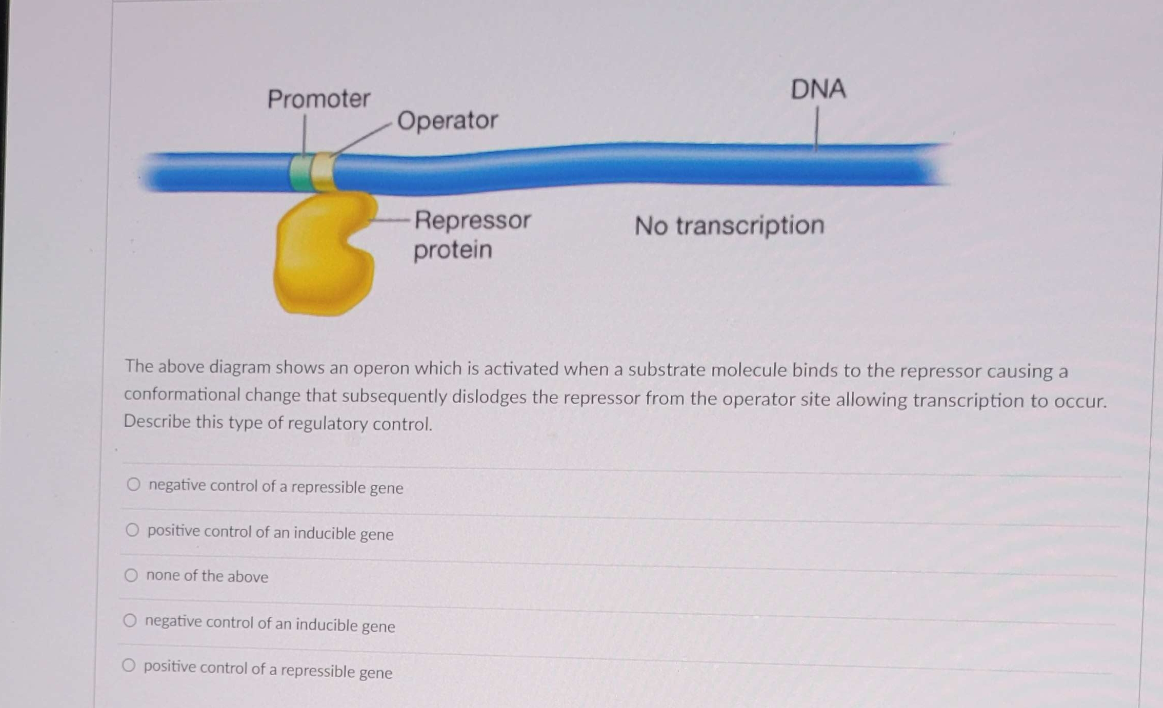 Solved The above diagram shows an operon which is activated | Chegg.com