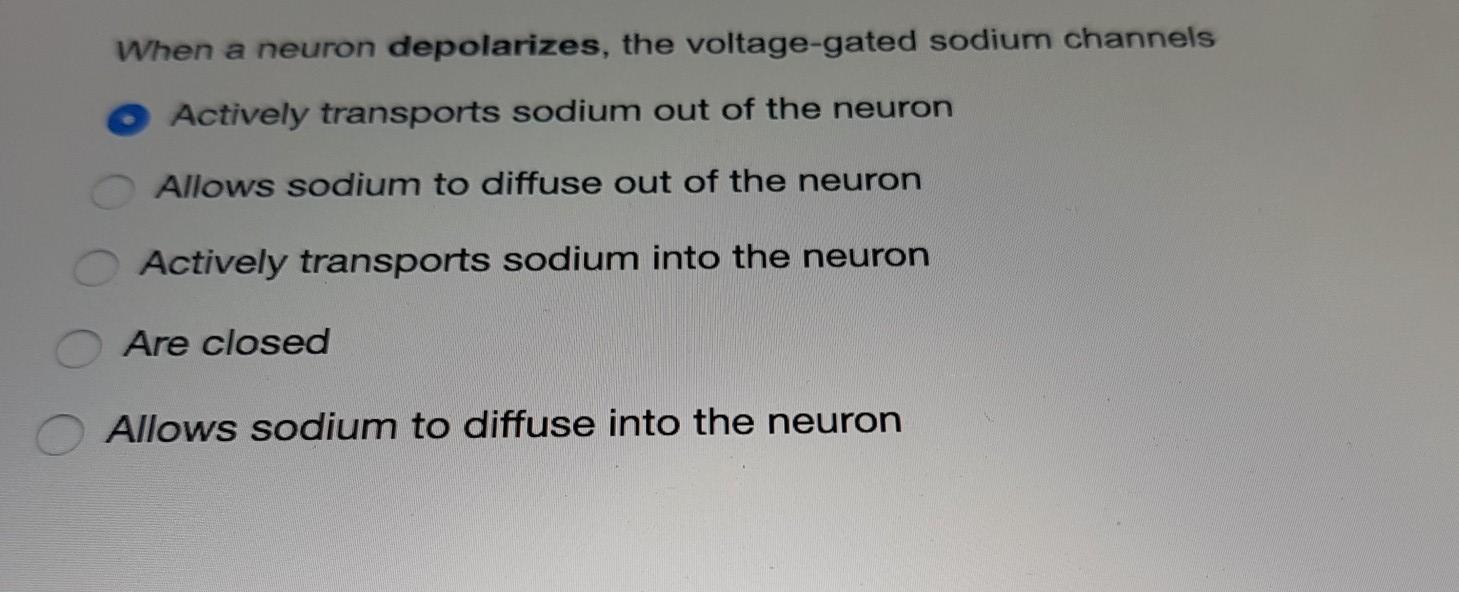 Solved When a neuron depolarizes, the sodium-potassium pump | Chegg.com