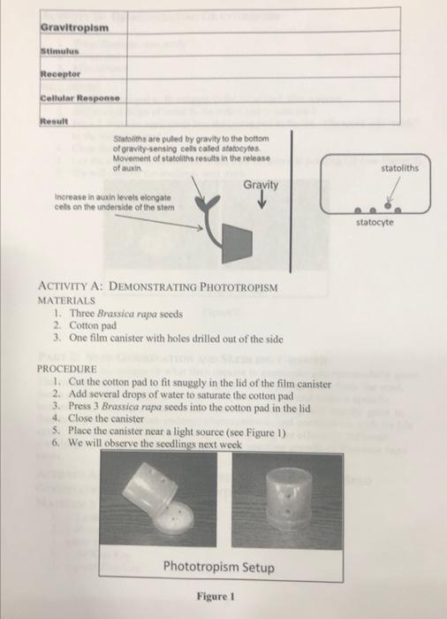 Solved LAB 2: PLANT GROWTH AND ANATOMY PART 1 Part 1: | Chegg.com