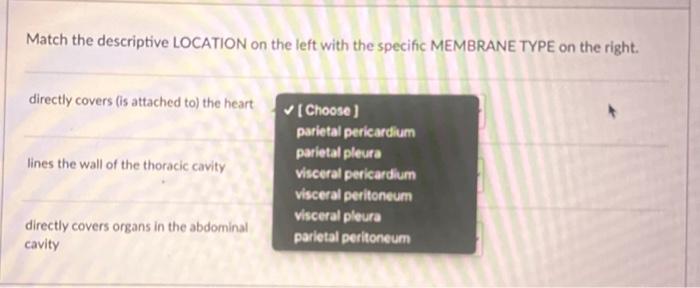 Solved Match the descriptive LOCATION on the left with the | Chegg.com