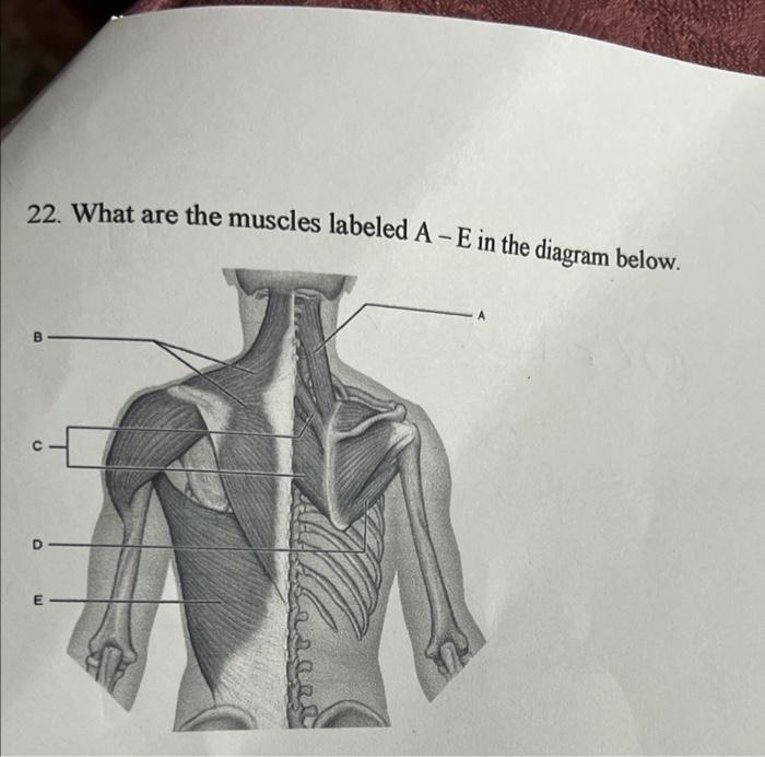Solved 22. What are the muscles labeled A - E in the diagram | Chegg.com