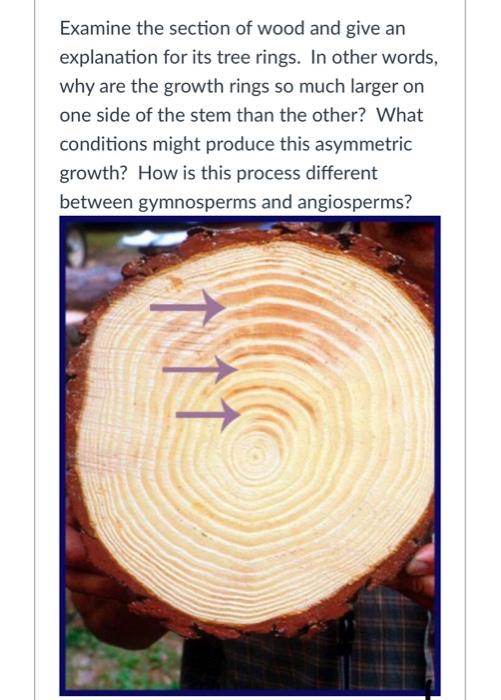 Solved Some mutant corn plants start seed germination while | Chegg.com