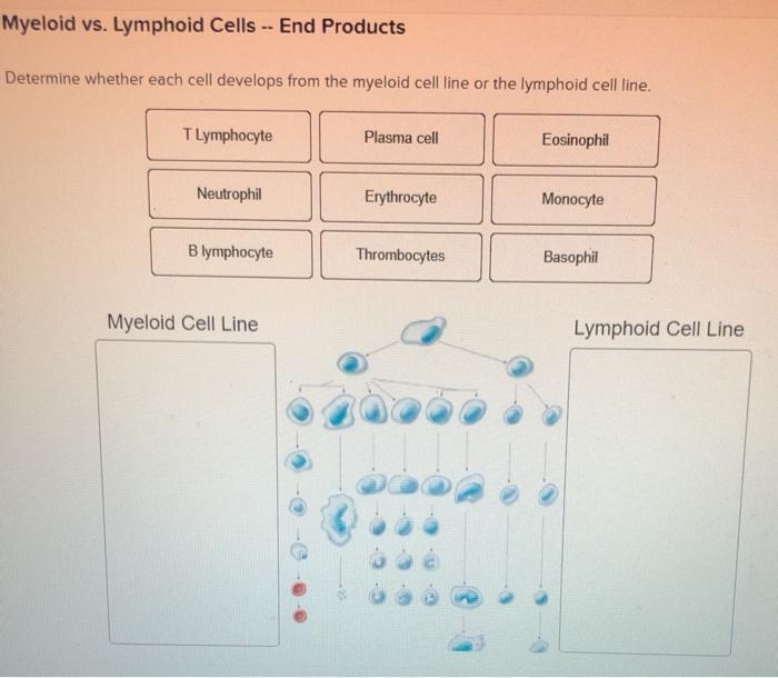 Solved Myeloid vs. Lymphoid Cells -- End Products Determine | Chegg.com