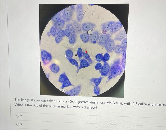 The image above was taken using a 40× objective lens | Chegg.com