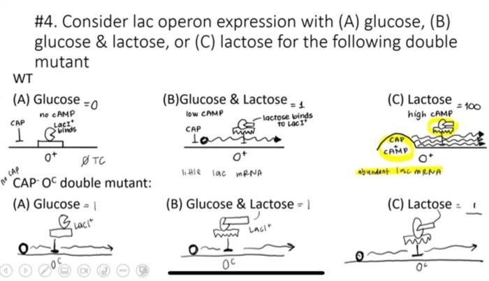 Solved 4. WT E. coli cells show differences in lac operon | Chegg.com